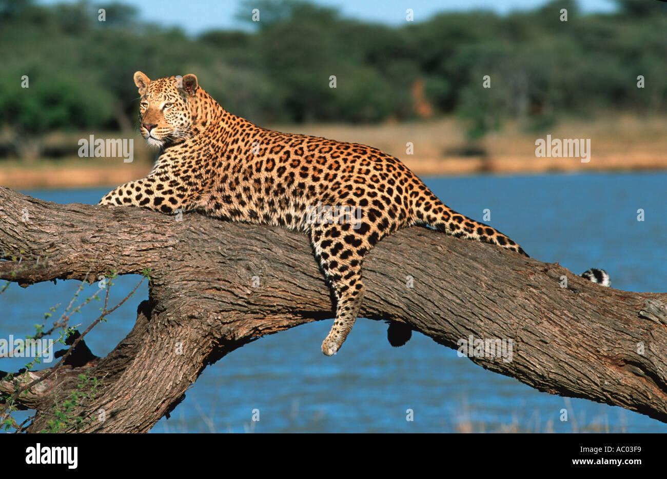 Leopard Panthera pardus Resting on tree Namibia Africa Stock Photo - Alamy