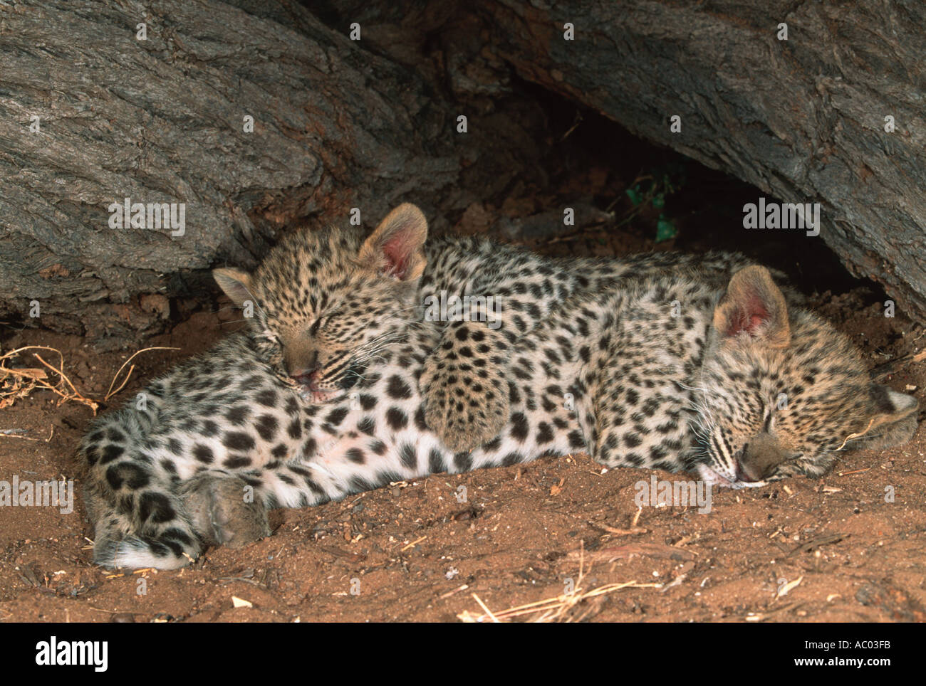 Baby leopard sleep hi-res stock photography and images - Alamy