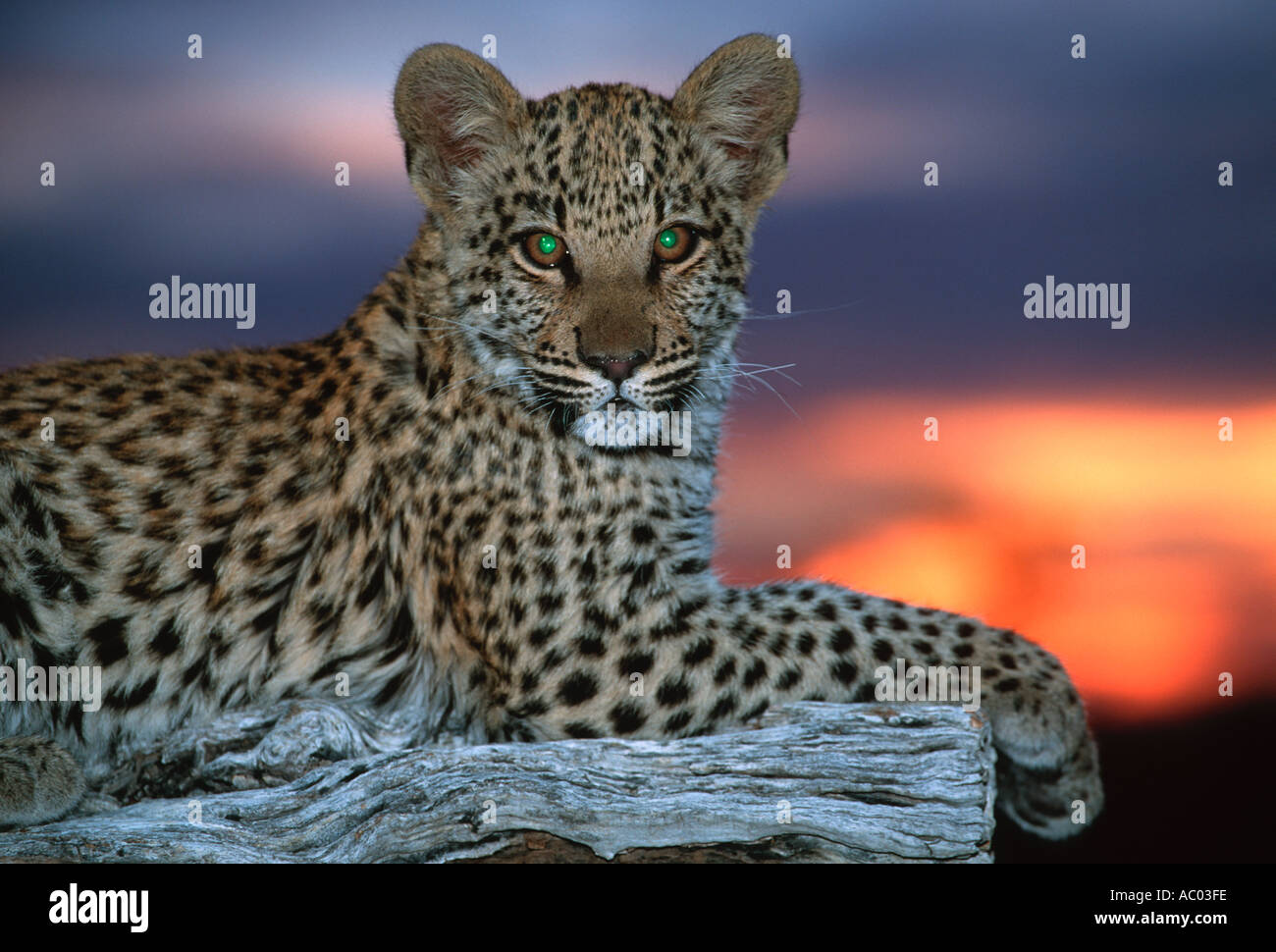 Leopard Panthera pardus Cub Namibia Africa to Far East South East Asia ...