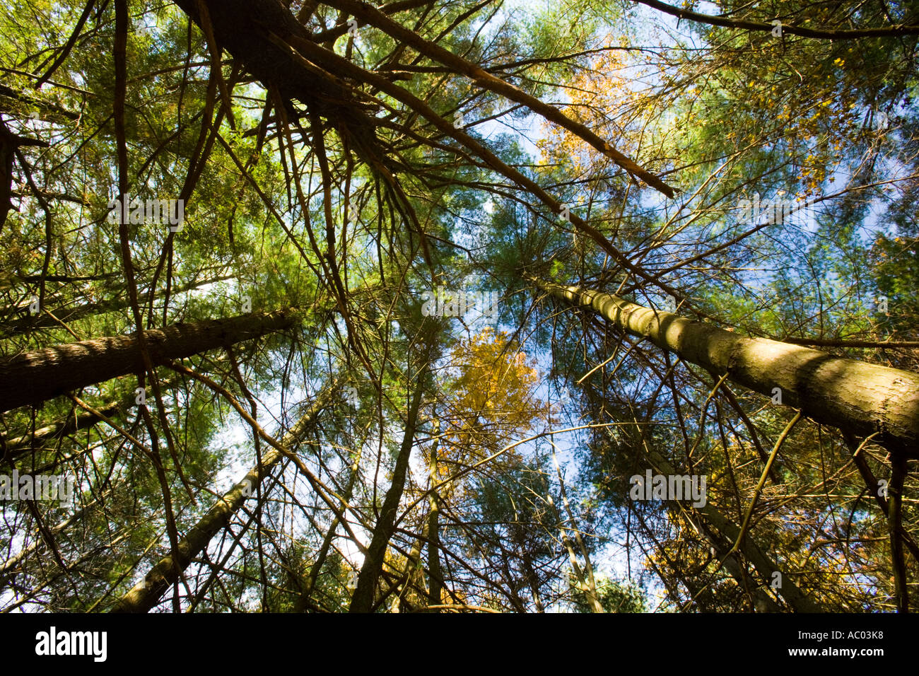 Huge trees looking into canopy hi-res stock photography and images - Alamy