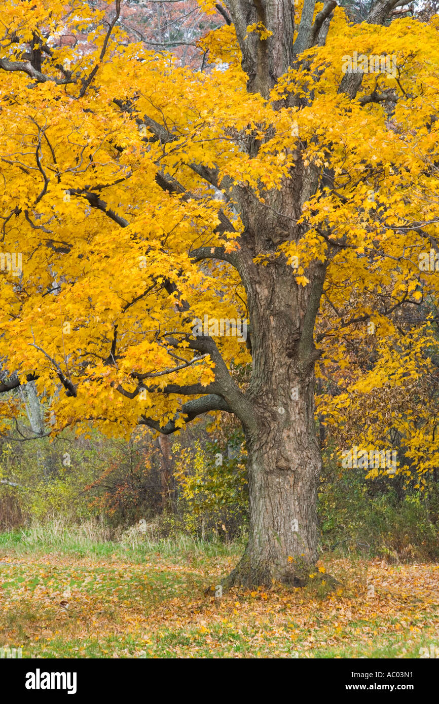 Large sugar maple trees hi-res stock photography and images - Alamy