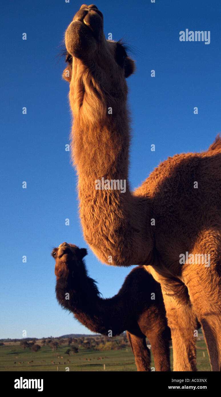 Camels, Australia Vertical, Camelus dromedarius Stock Photo - Alamy