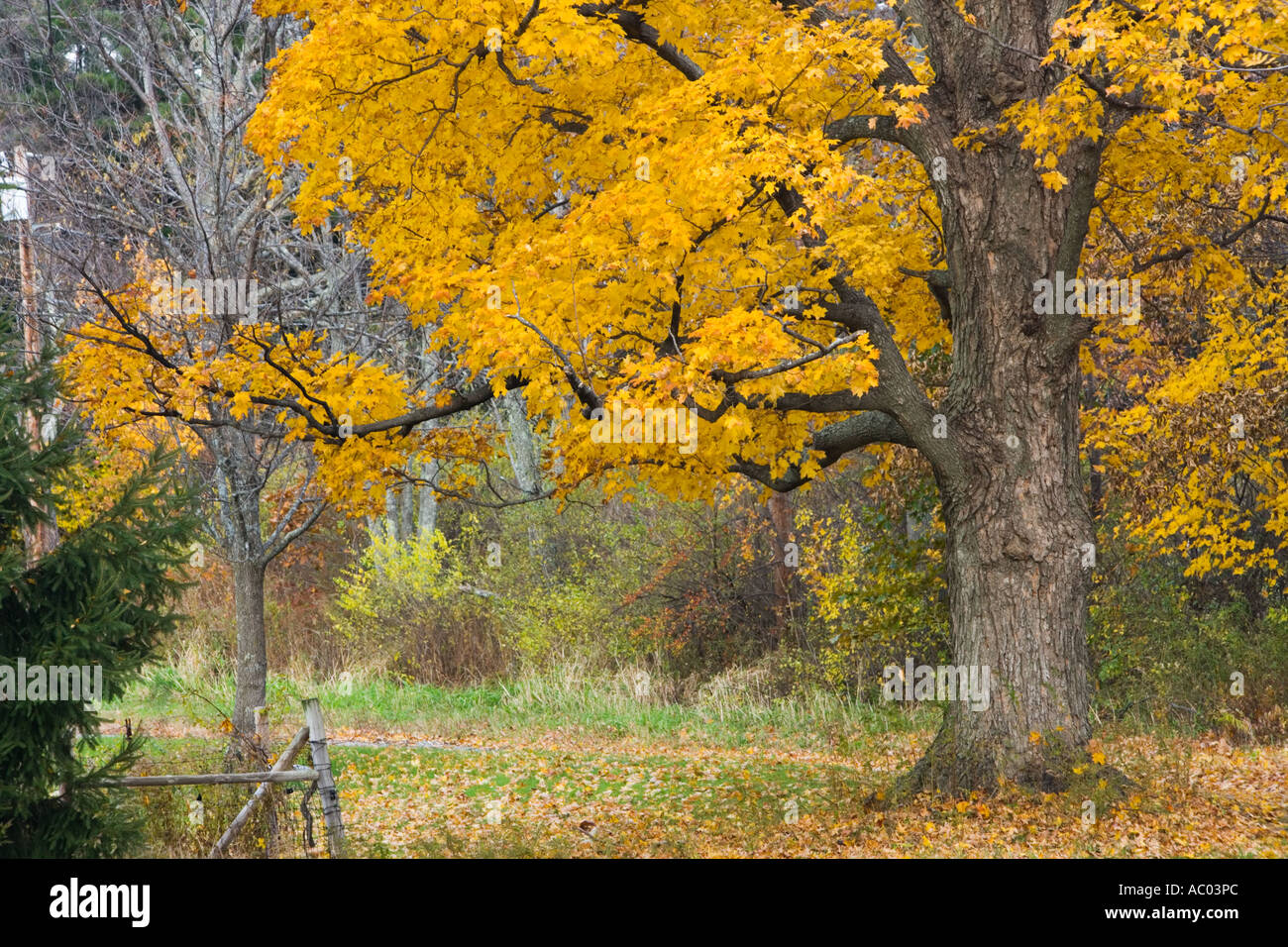 Large sugar maple trees hi-res stock photography and images - Alamy