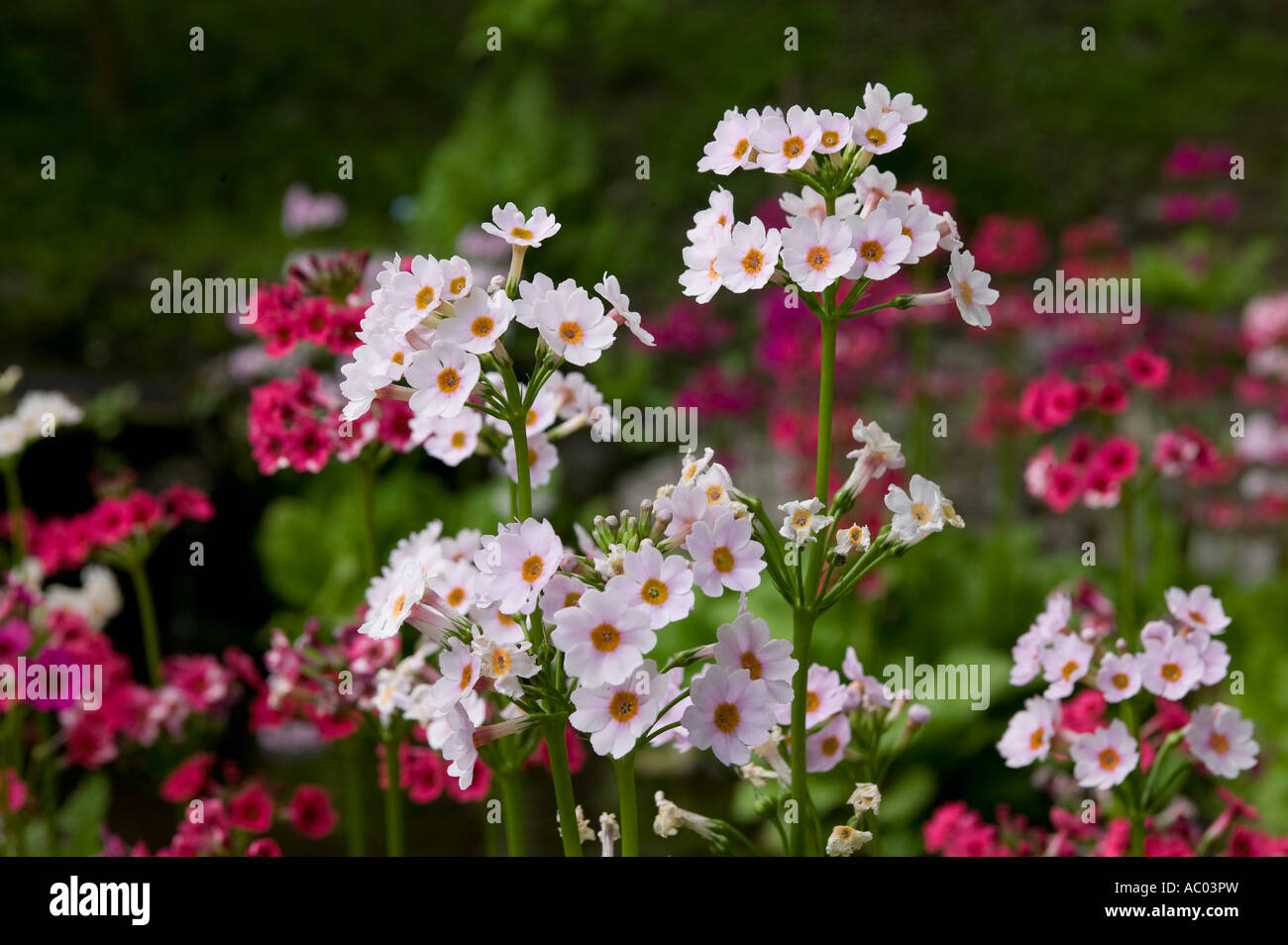Beautiful little pink flowers Stock Photo - Alamy