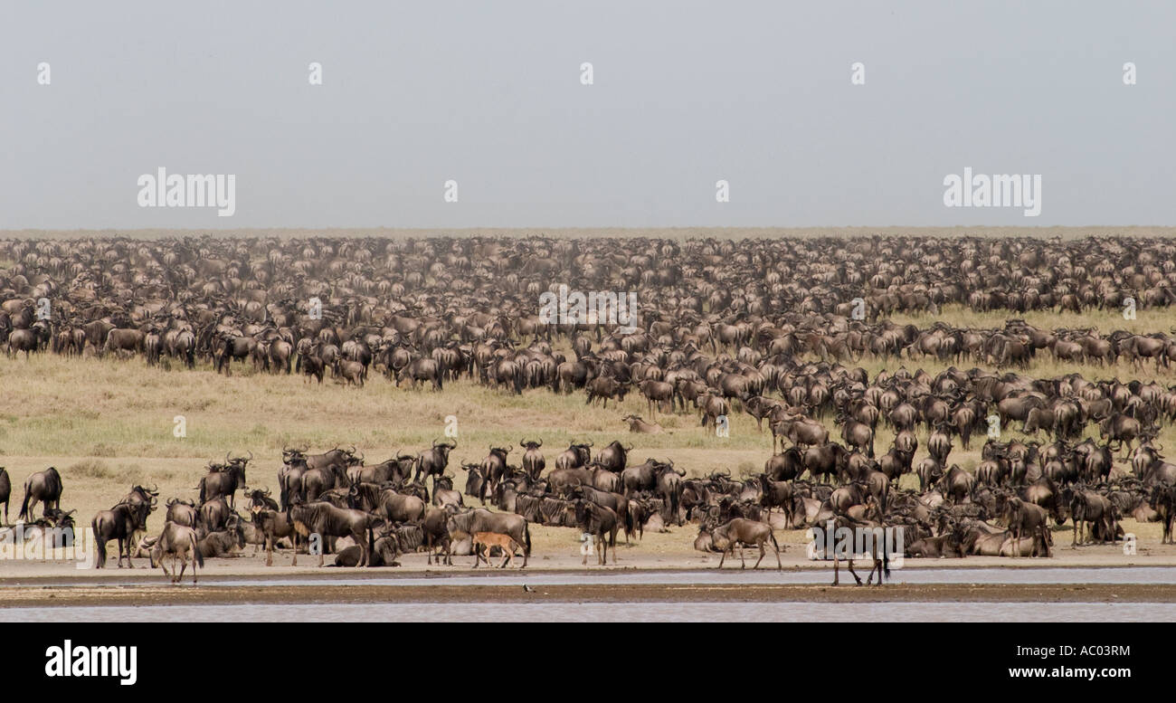 Vast Wildebeest Herd Stock Photo - Alamy