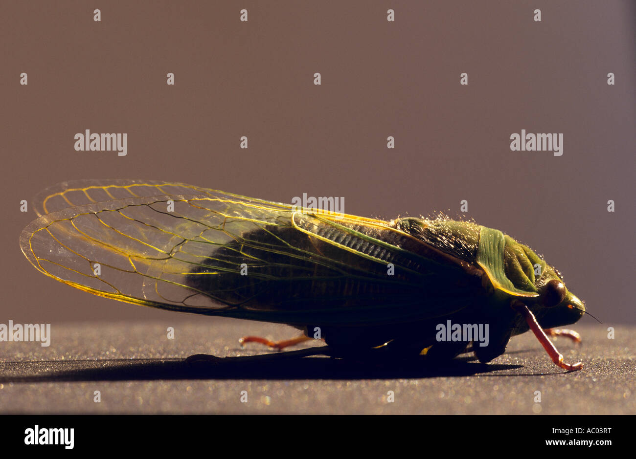 Green Grocer or Yellow Monday cicadas Victoria, Australia, Horizontal ...