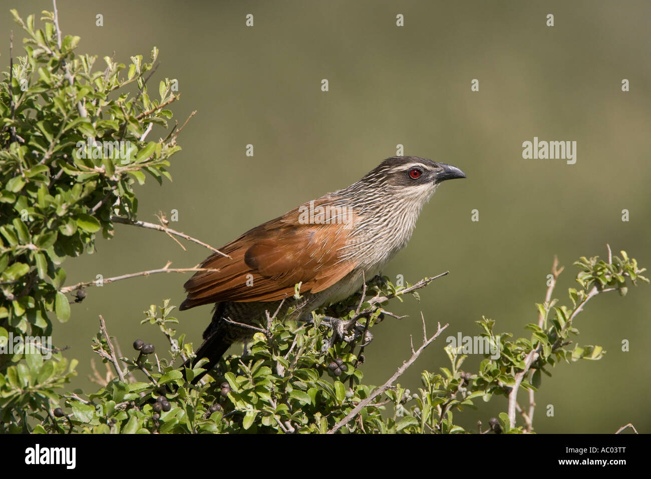 White browed Coucal Stock Photo - Alamy