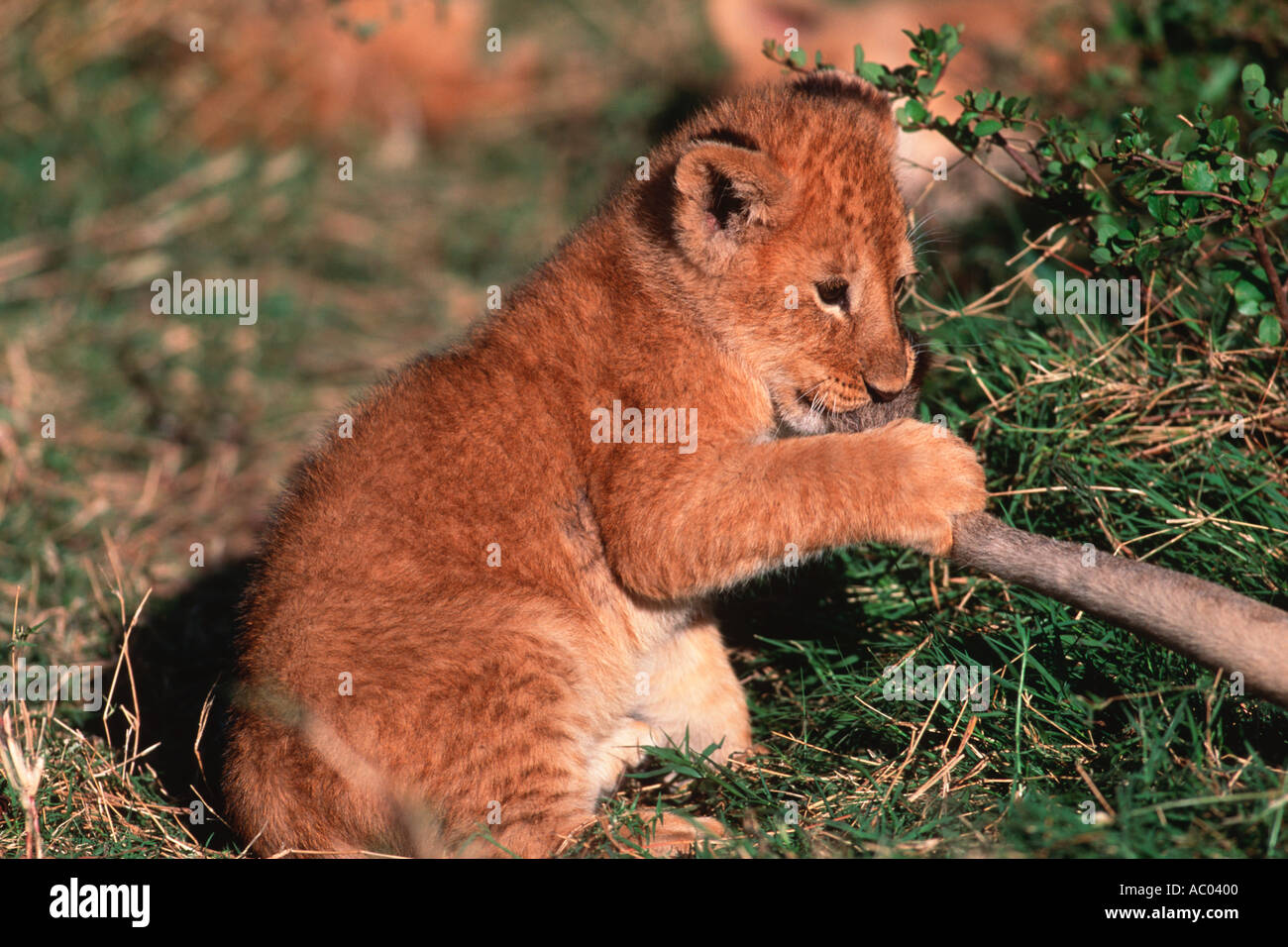 Tail lion hi-res stock photography and images - Alamy