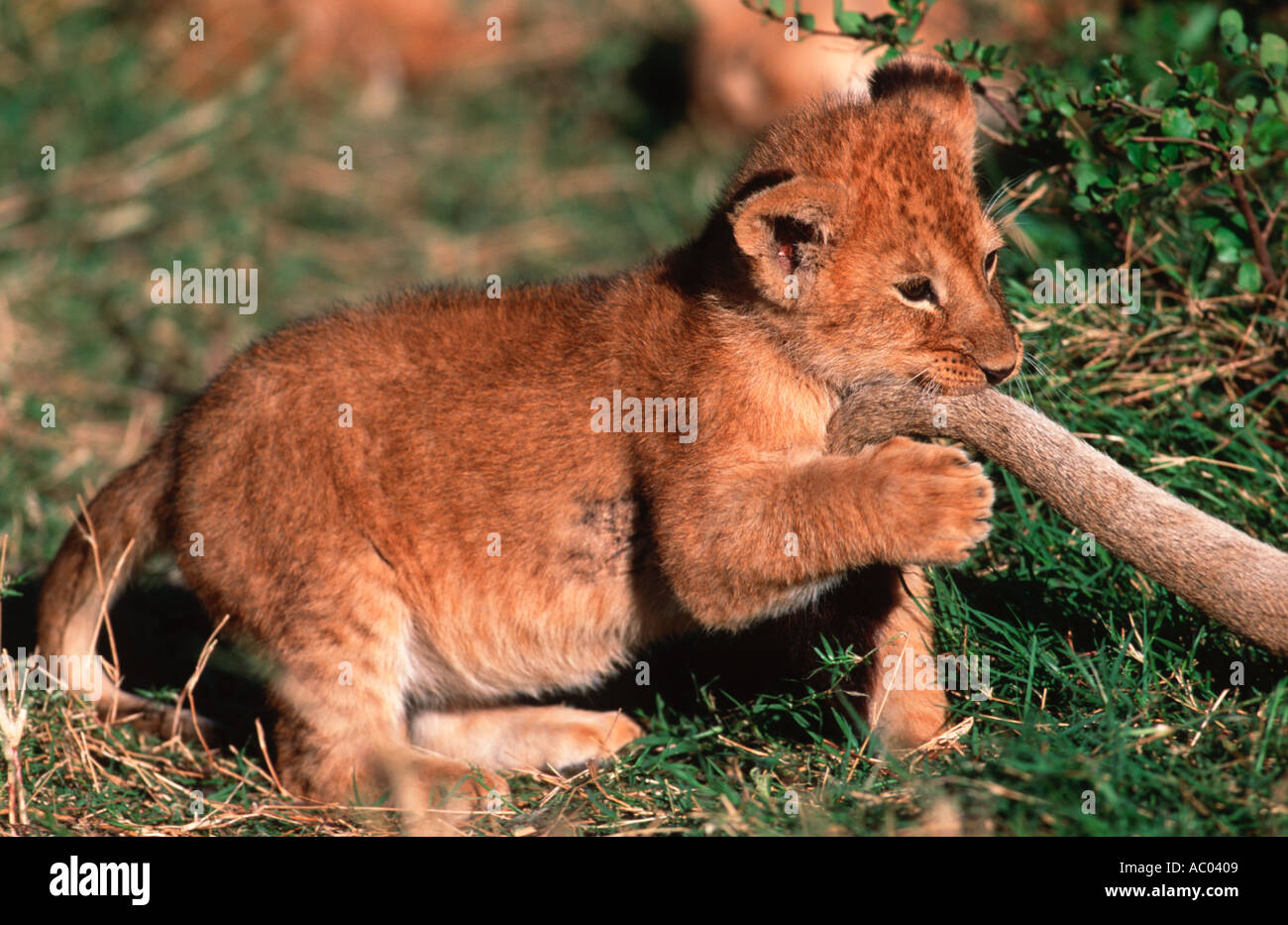 Lion Panthera leo Young cub playing with adult s tail africa Stock ...