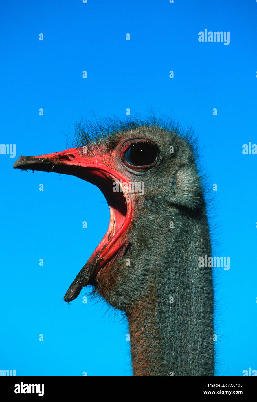 Ostrich Struthio camelus Male World s largest flightless bird Africa ...