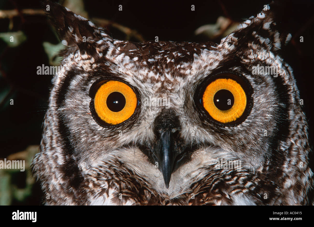 Fierce owl face hi-res stock photography and images - Alamy