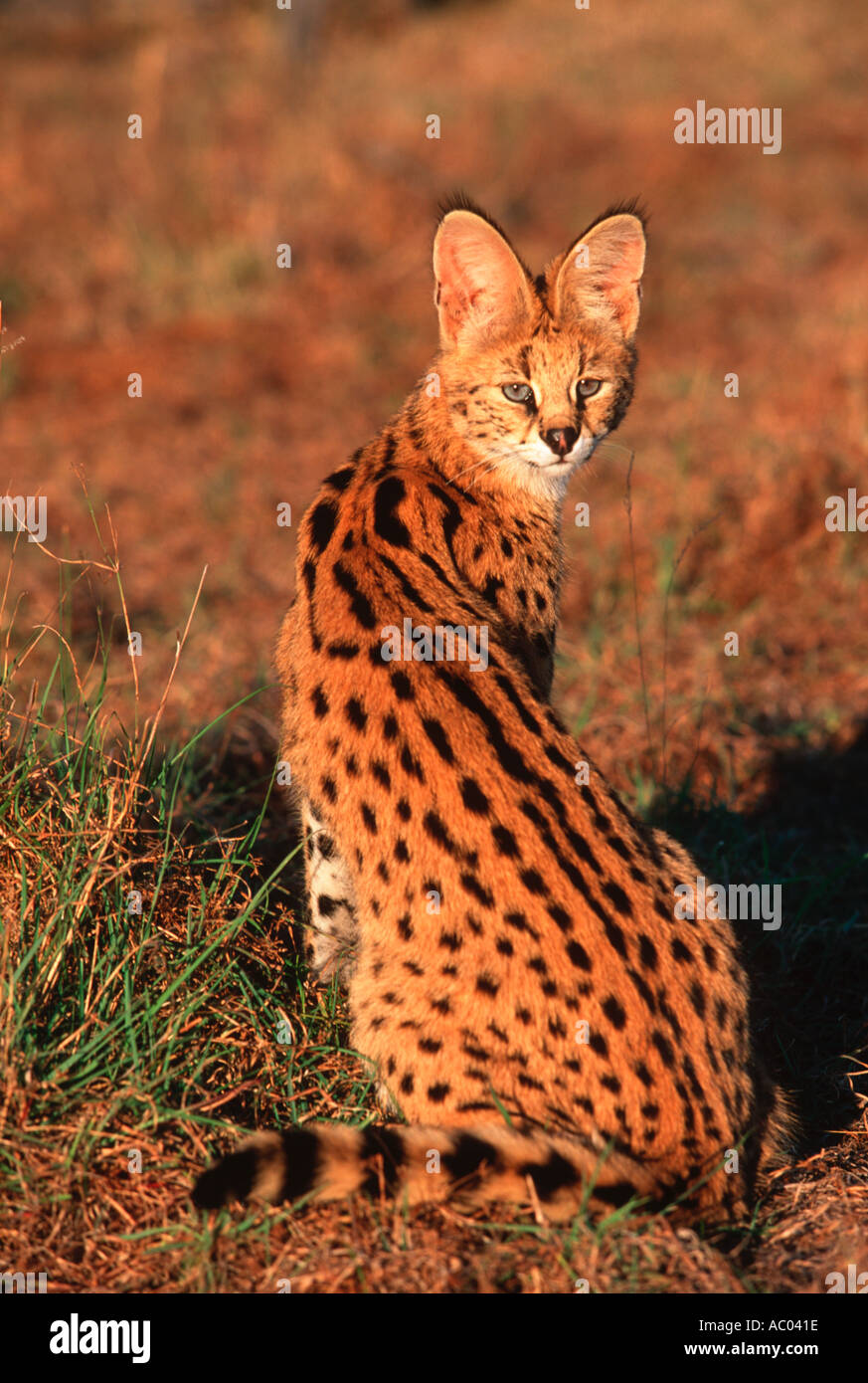 Serval Felis serval Beautifully spotted barred coat Africa Stock Photo ...