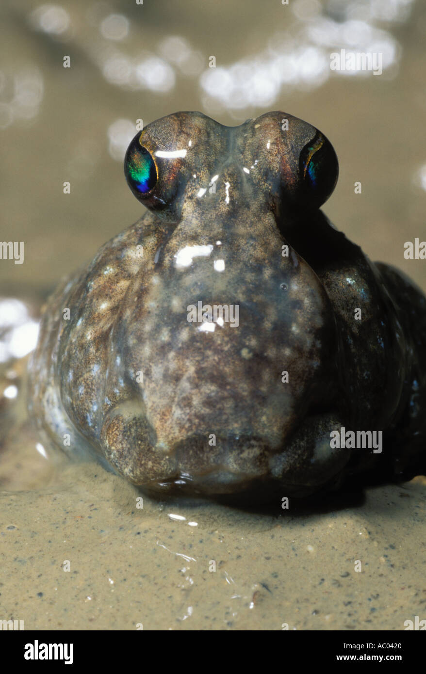 Mud skipper Periophthalmus Dist Tropical mangroves worldwide Worldwide ...