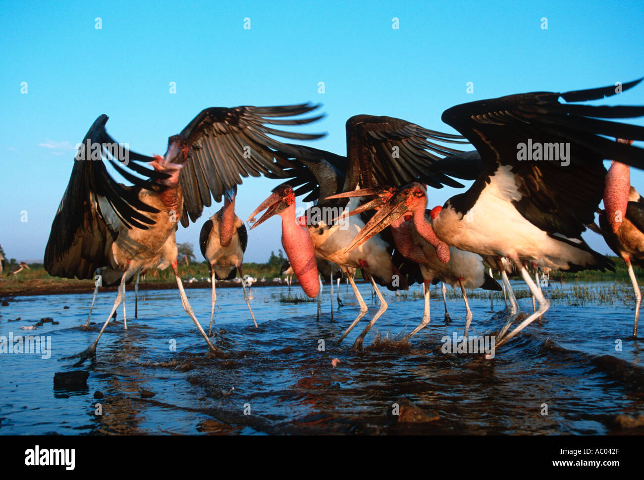 Marabou Stork Leptoptilos crumeniferus Feeding on fish in shallow water ...