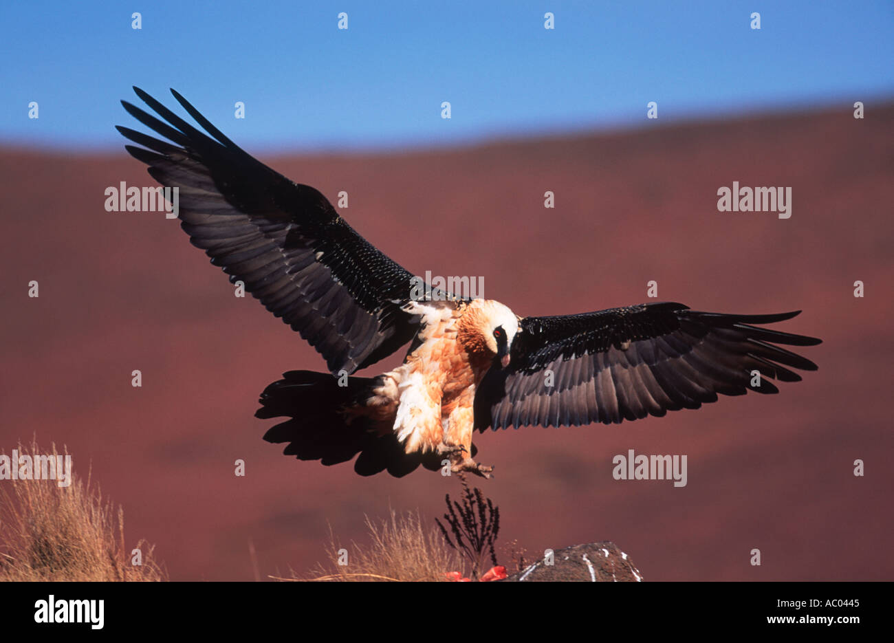 Bearded vulture Lammergeier Gypaetus barbatus Coming in to land High ...