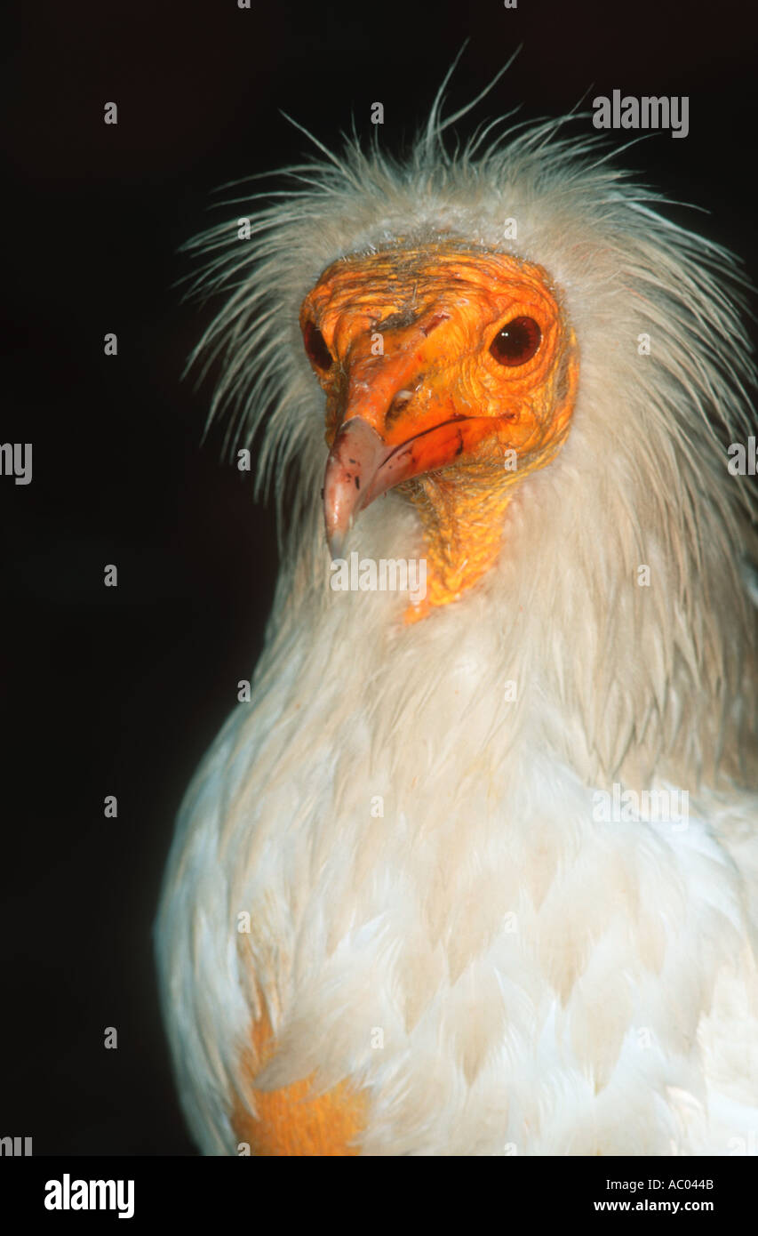 Ugliest Bird In India