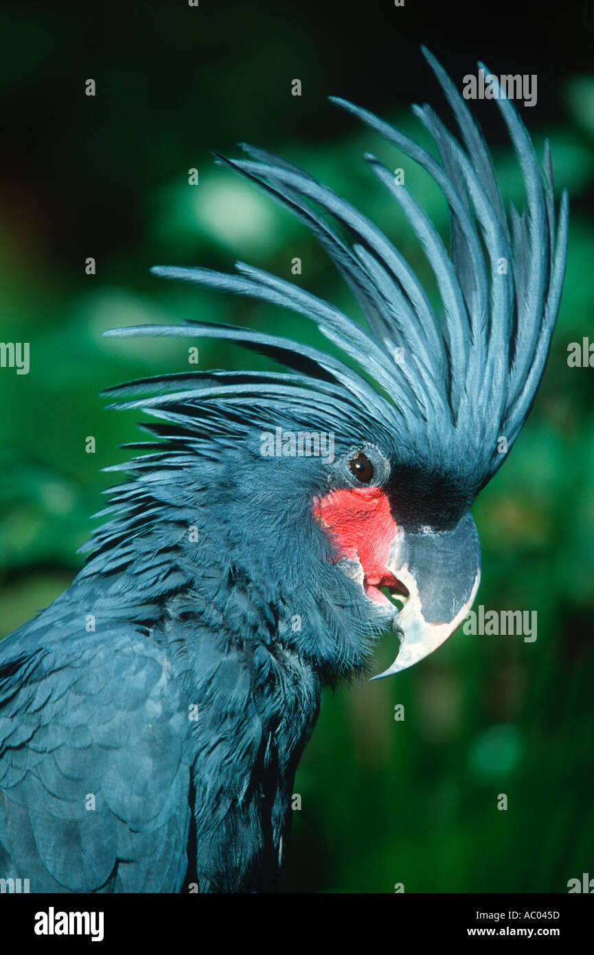 Palm Cockatoo Probosciger aterimus Feeds in palms and pandanus ...