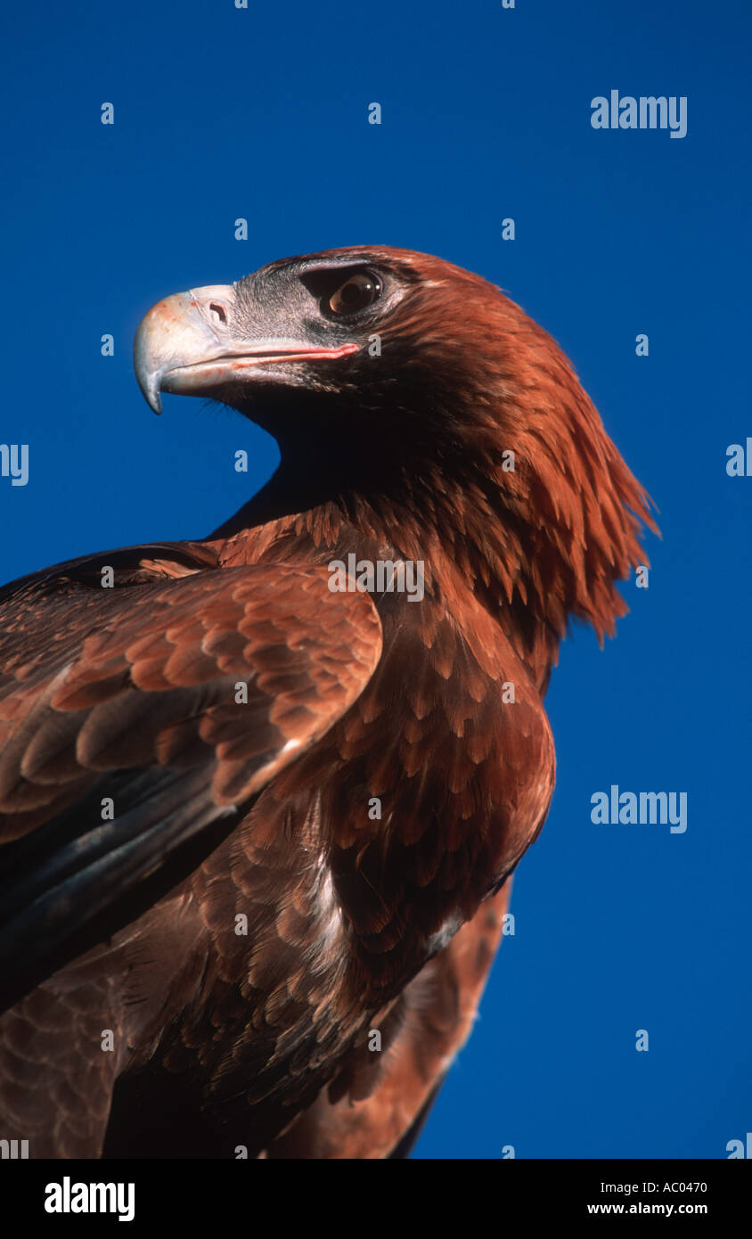 Wedge tailed Eagle Aquila audax Juvenile Common species Australia Stock ...