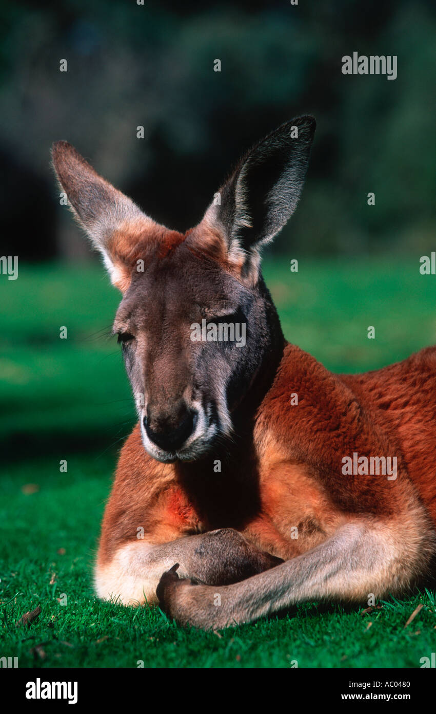 Red Kangaroo Macropus rufus Resting Australia Stock Photo - Alamy