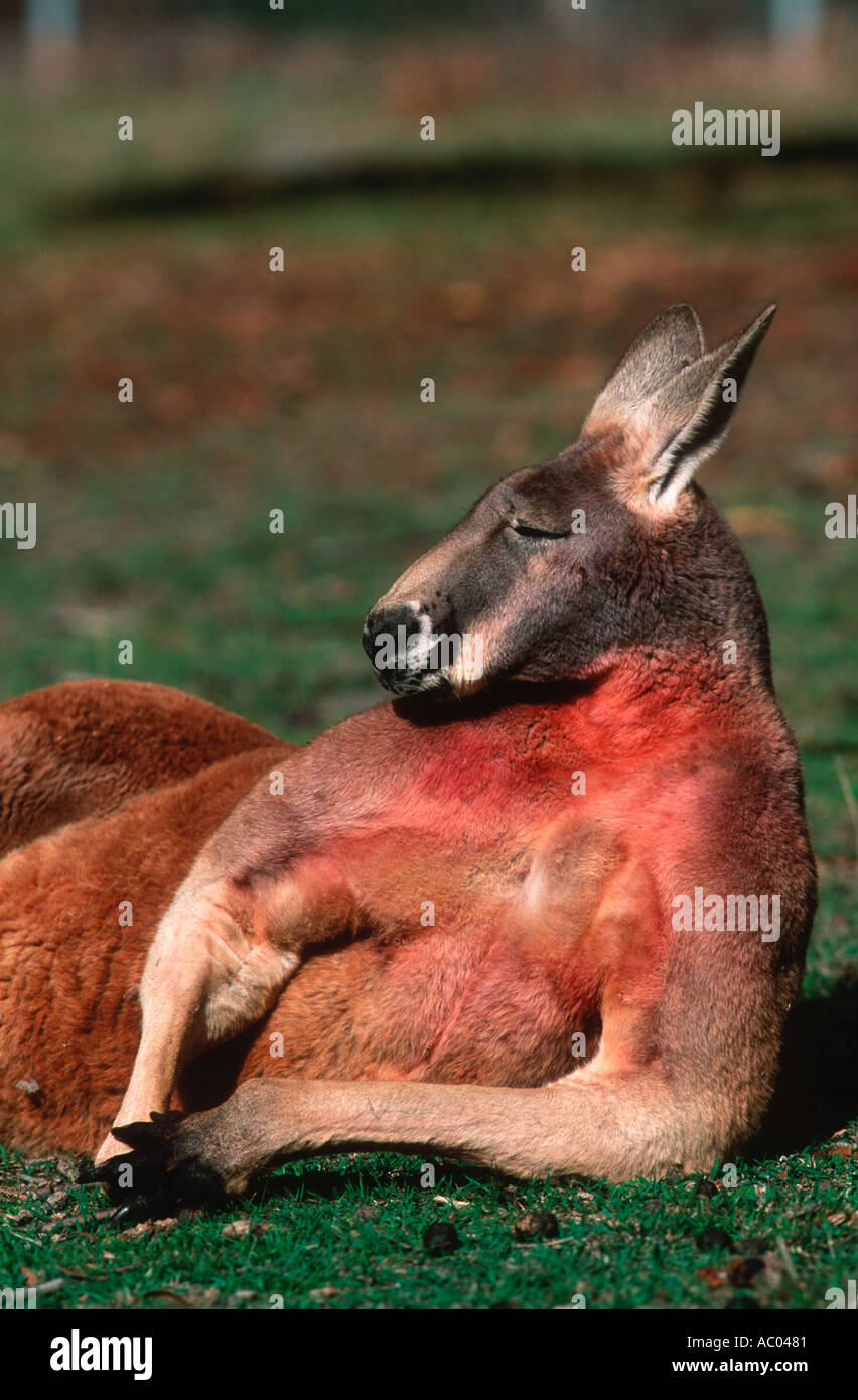 Red Kangaroo resting Macropus rufus Male Australia Stock Photo - Alamy