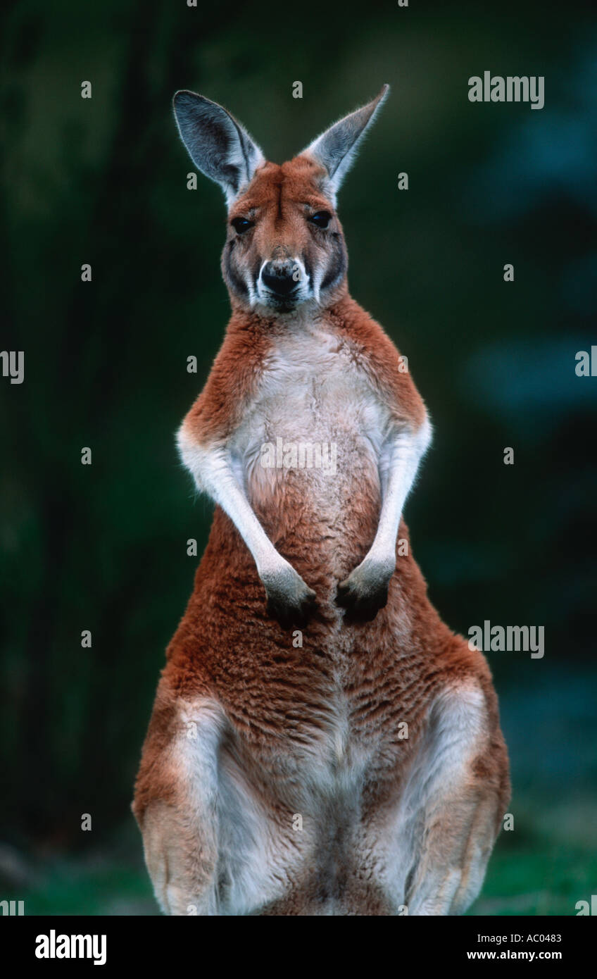 Red Kangaroo Macropus rufus Male Australia Stock Photo - Alamy