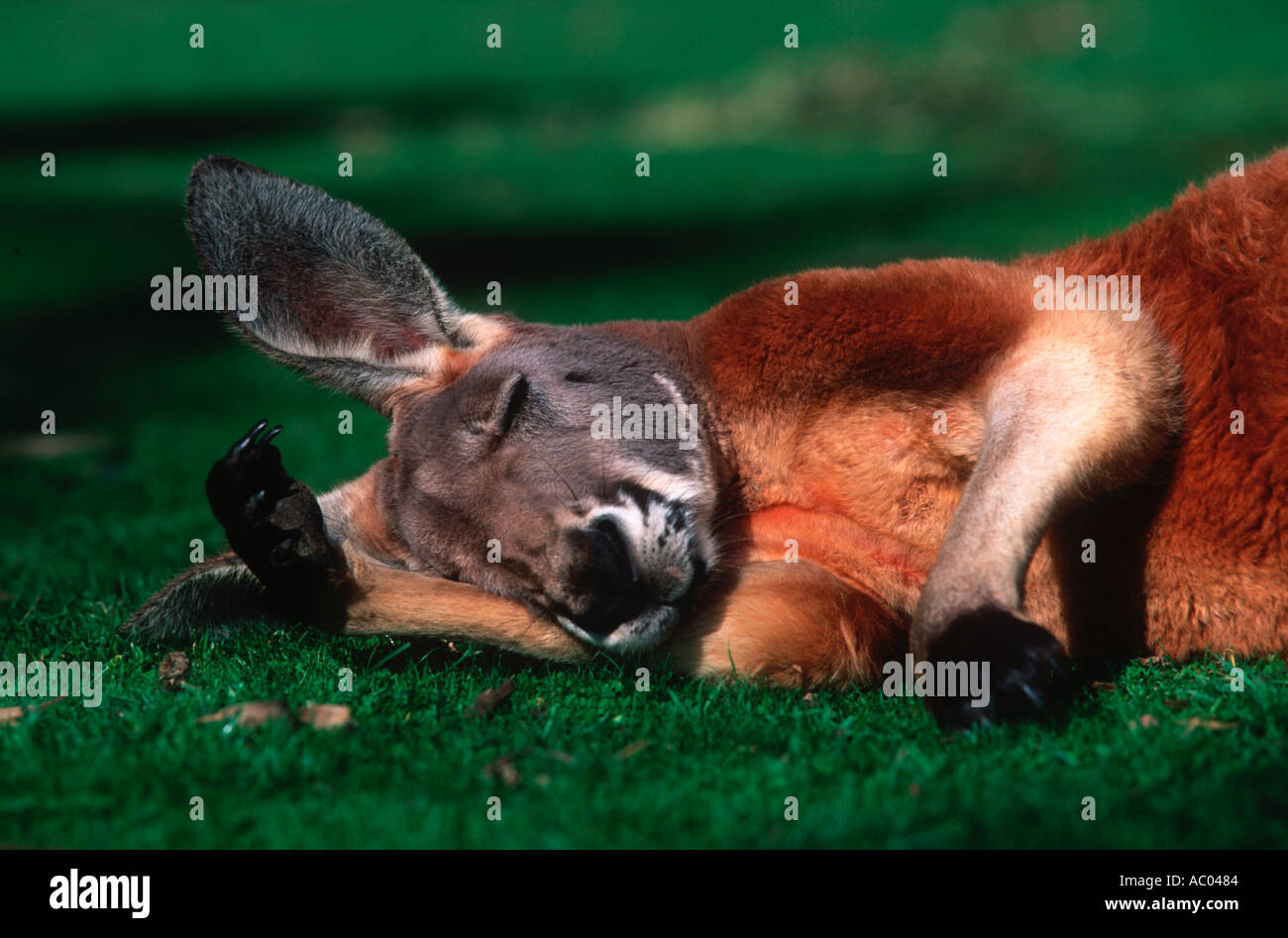Red Kangaroo Macropus rufus Resting Australia Stock Photo - Alamy
