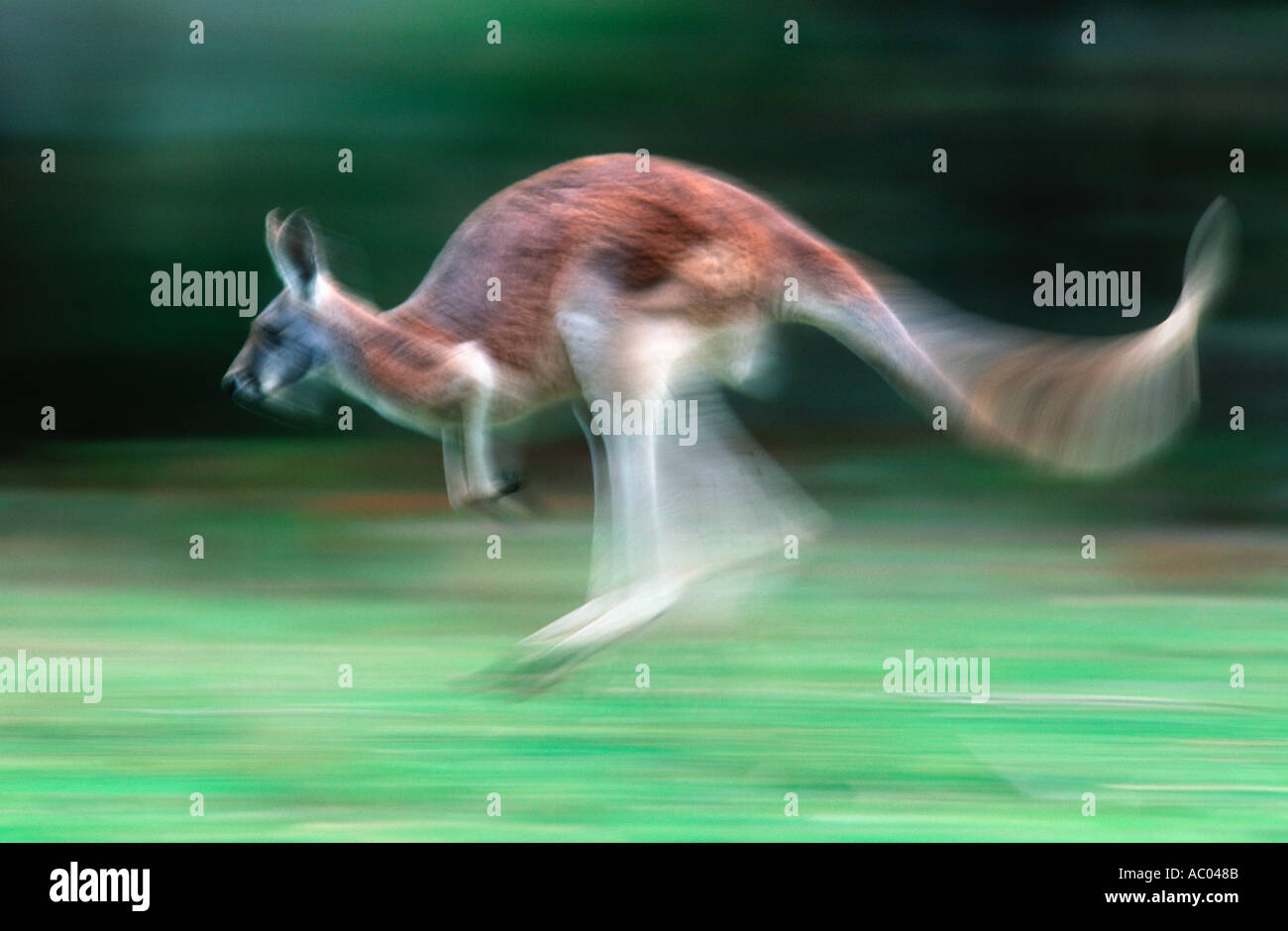 Red Kangaroo Macropus rufus Showing characteristic hopping gait ...