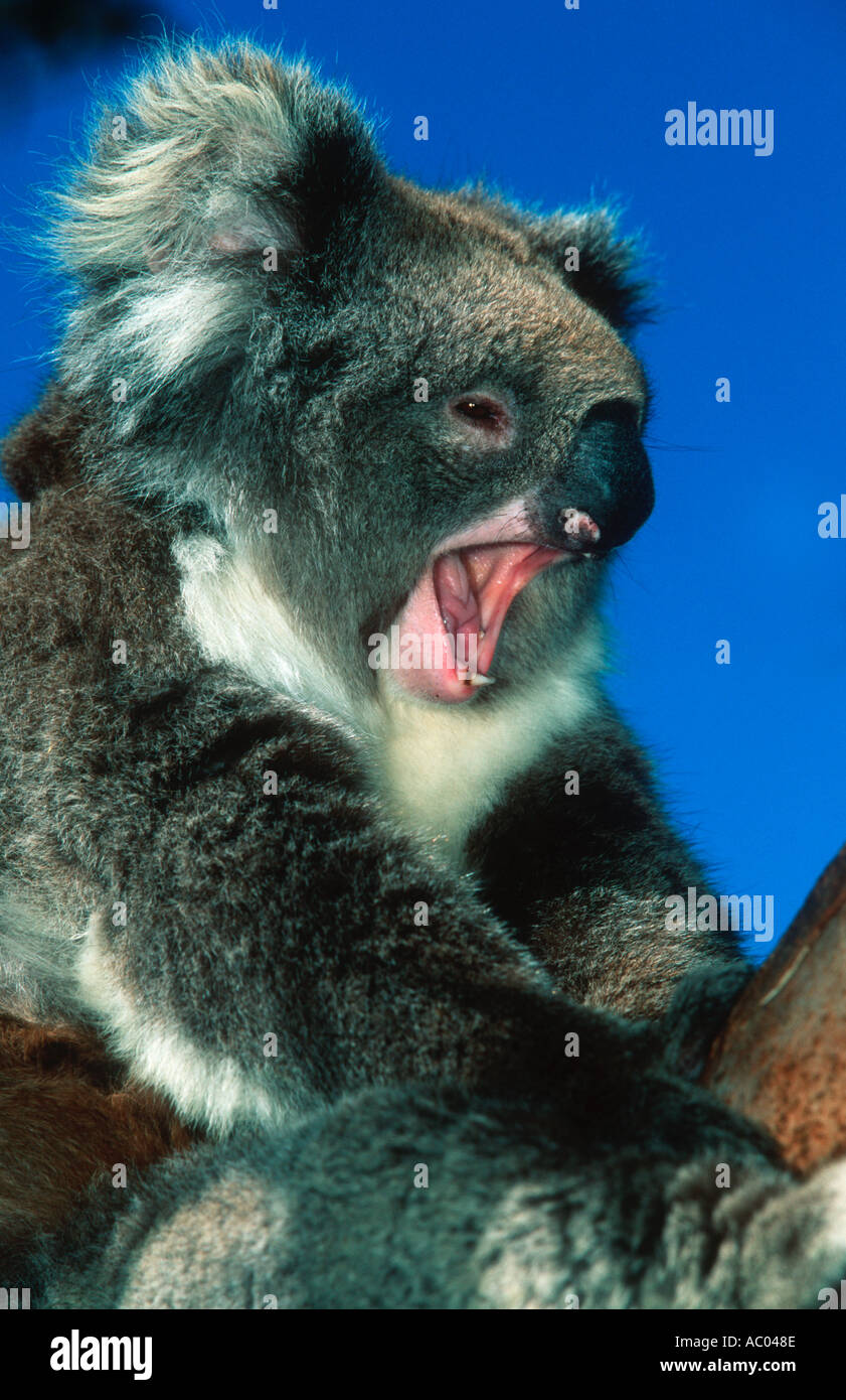 Koala yawning hi-res stock photography and images - Alamy
