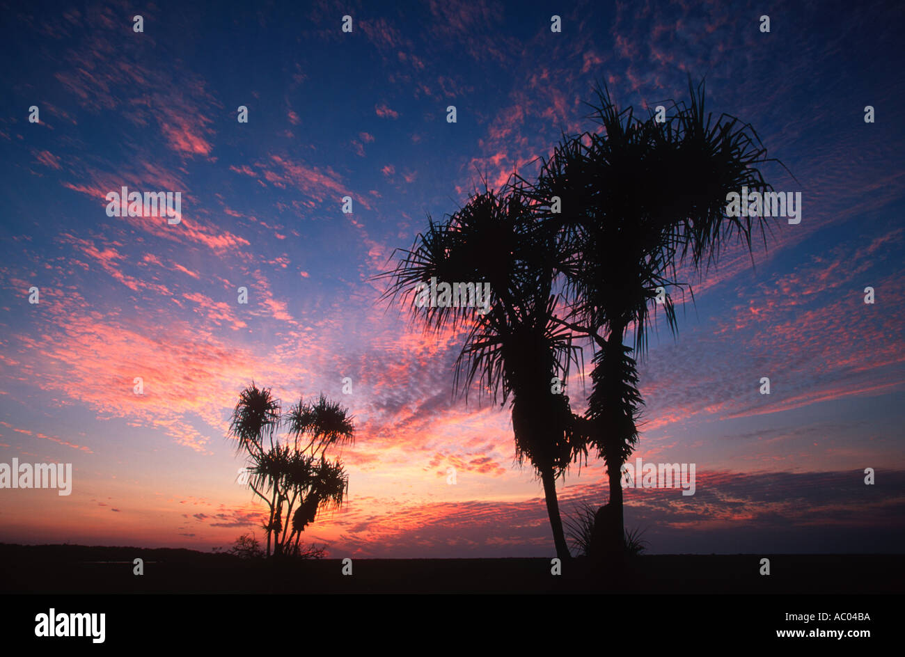 Scenery Pandanus palms at sunset Northern Territory Australia Stock ...