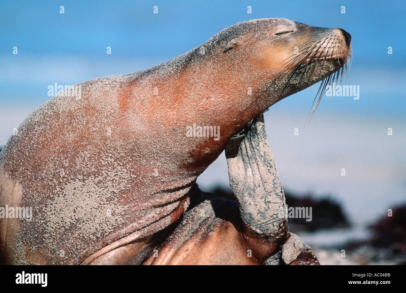 Australian Sea Lion Neophoca cinerea Endemic to Australia Australia ...