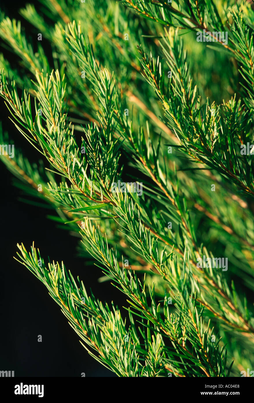Tea tree plant Stock Photo - Alamy