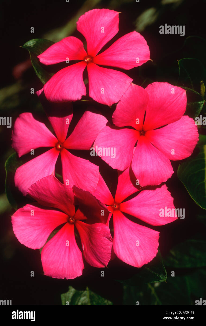 Rosy periwinkle hi-res stock photography and images - Alamy