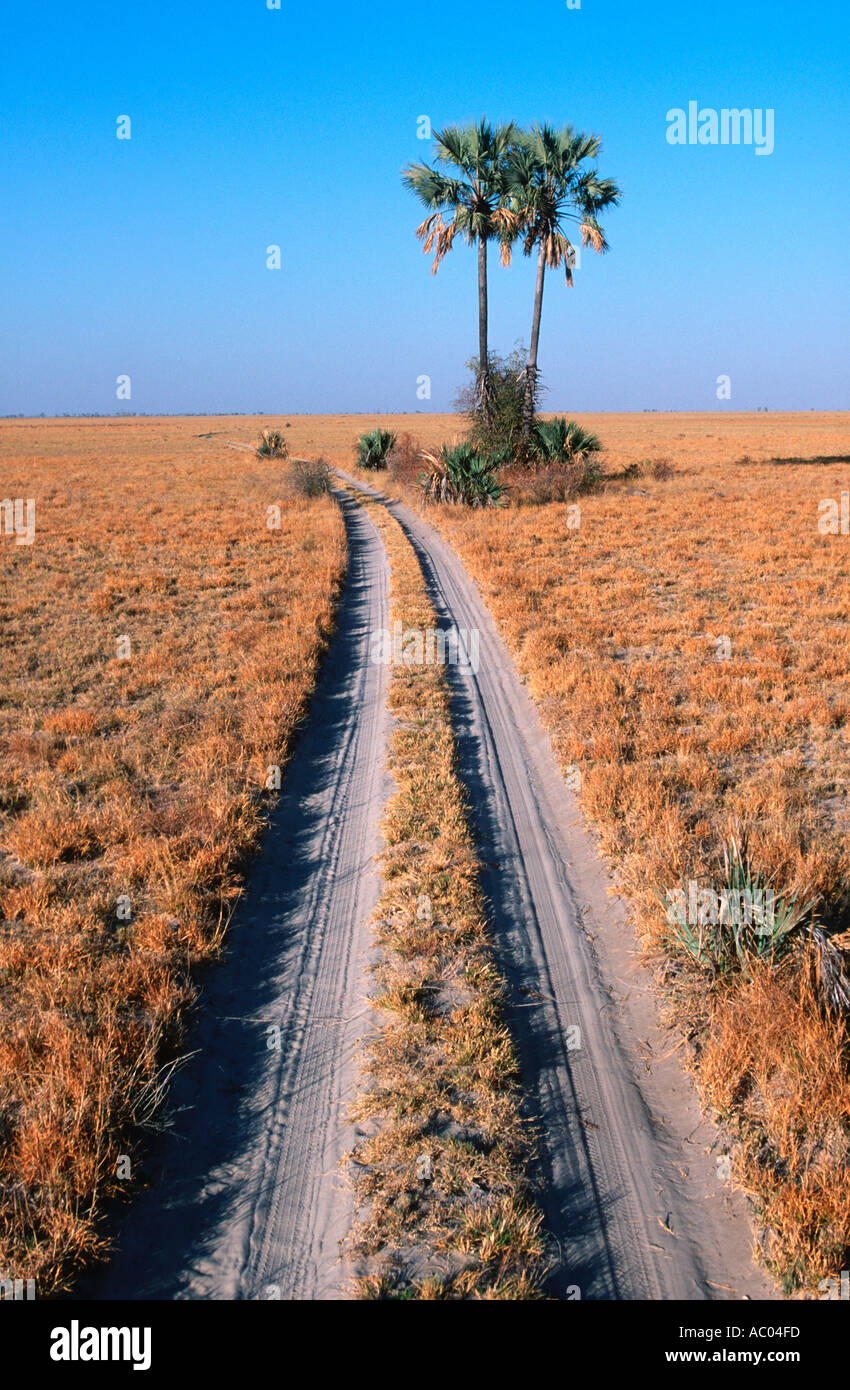 Vegetable Ivory Palm Hyphaena petersiana Vegetable Ivory or Ilala Palms ...
