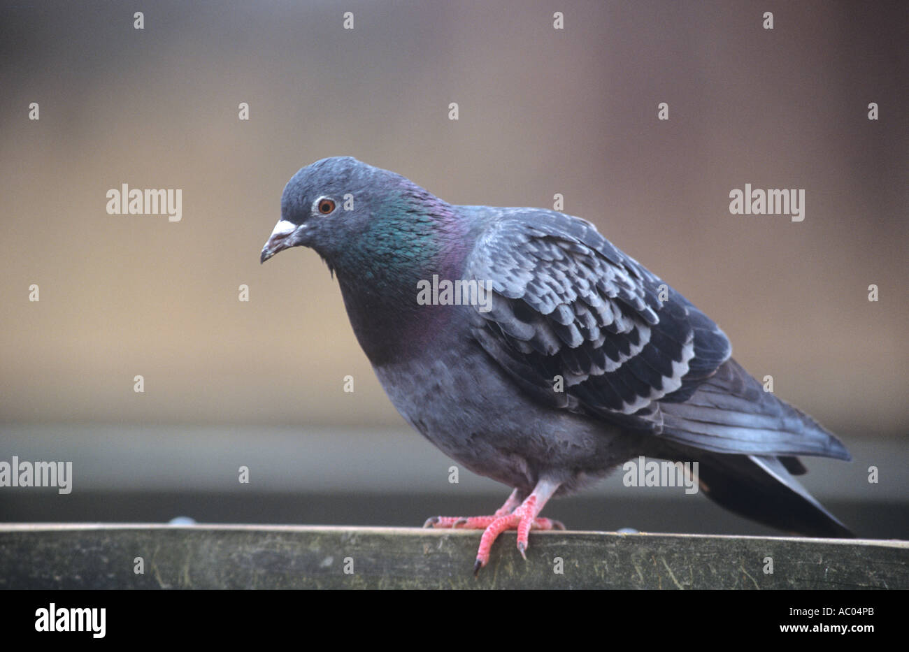 Feral pigeon in london hi-res stock photography and images - Alamy