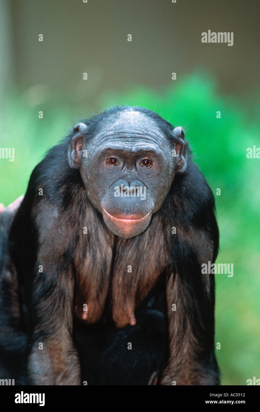 Bonobo chimpanzee Pan paniscus Portrait Distribution Tropical ...