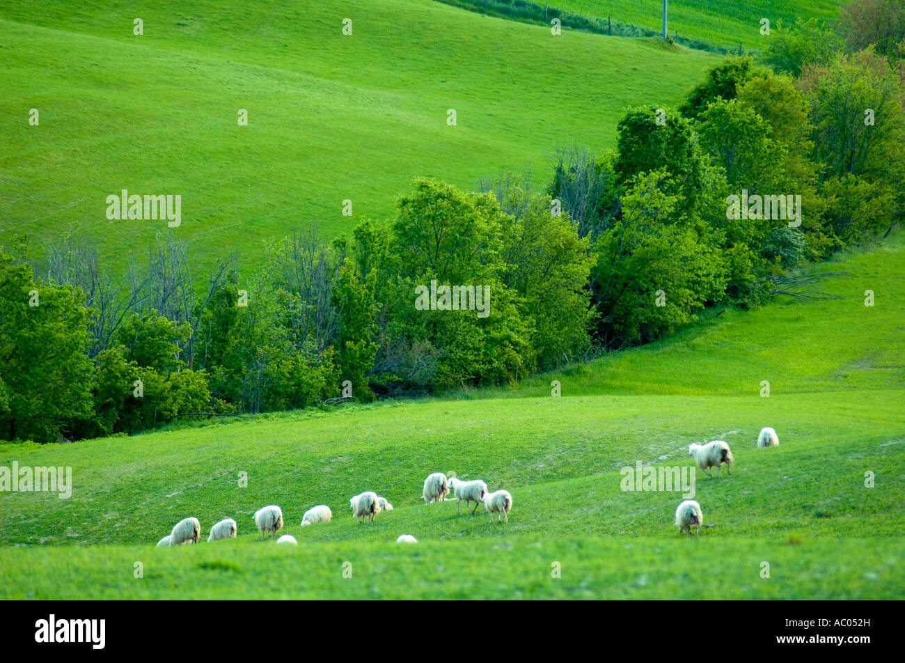 Sheep grazing fields in the Tuscany region of Italy Stock Photo - Alamy