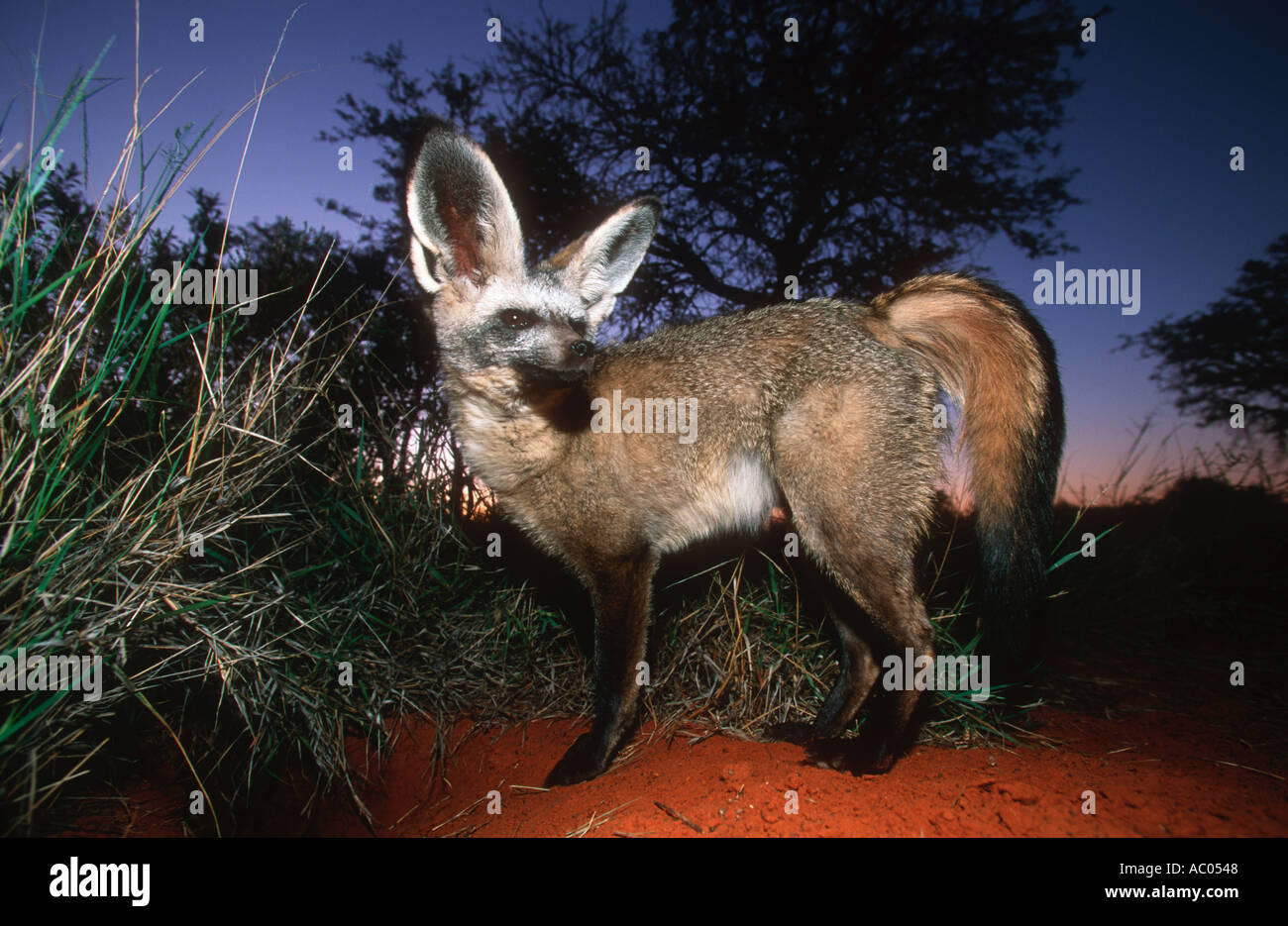 Bat eared fox Otocyon megalotis Large ears are used to locate insect ...