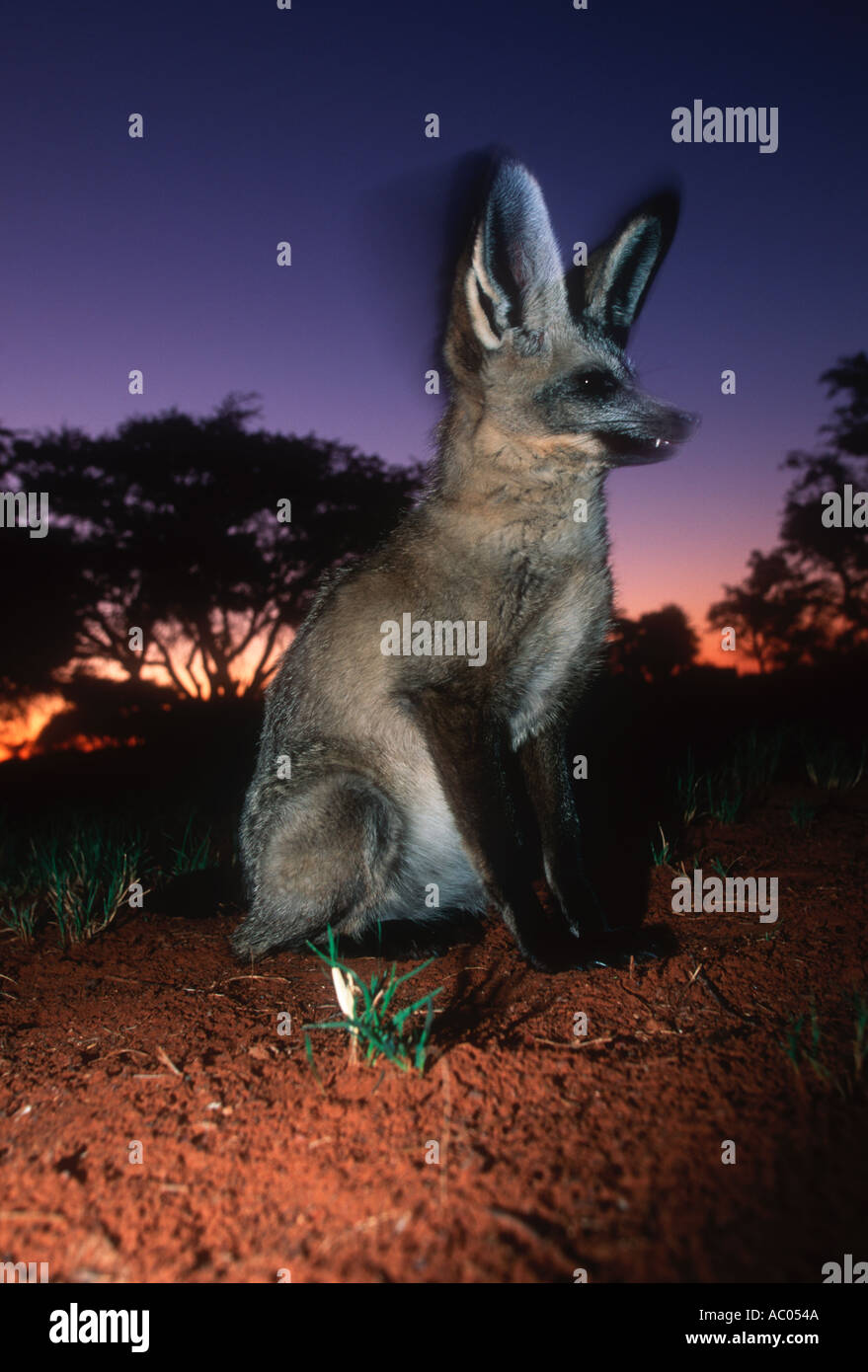 Anthro Fox Huge Ears