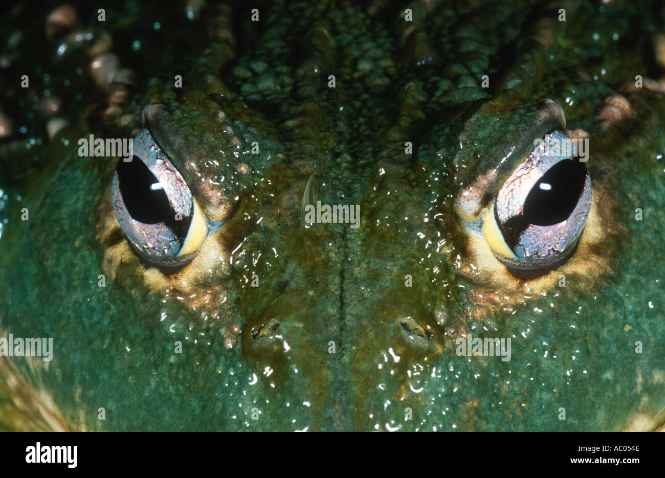 Giant bullfrog hi-res stock photography and images - Alamy