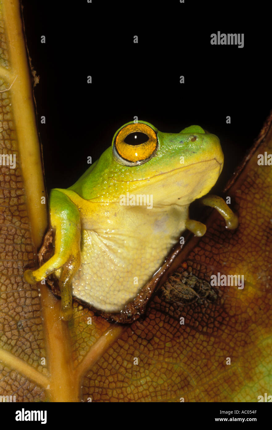 Reed frog Hyperolius sp Sub saharan Africa Stock Photo - Alamy