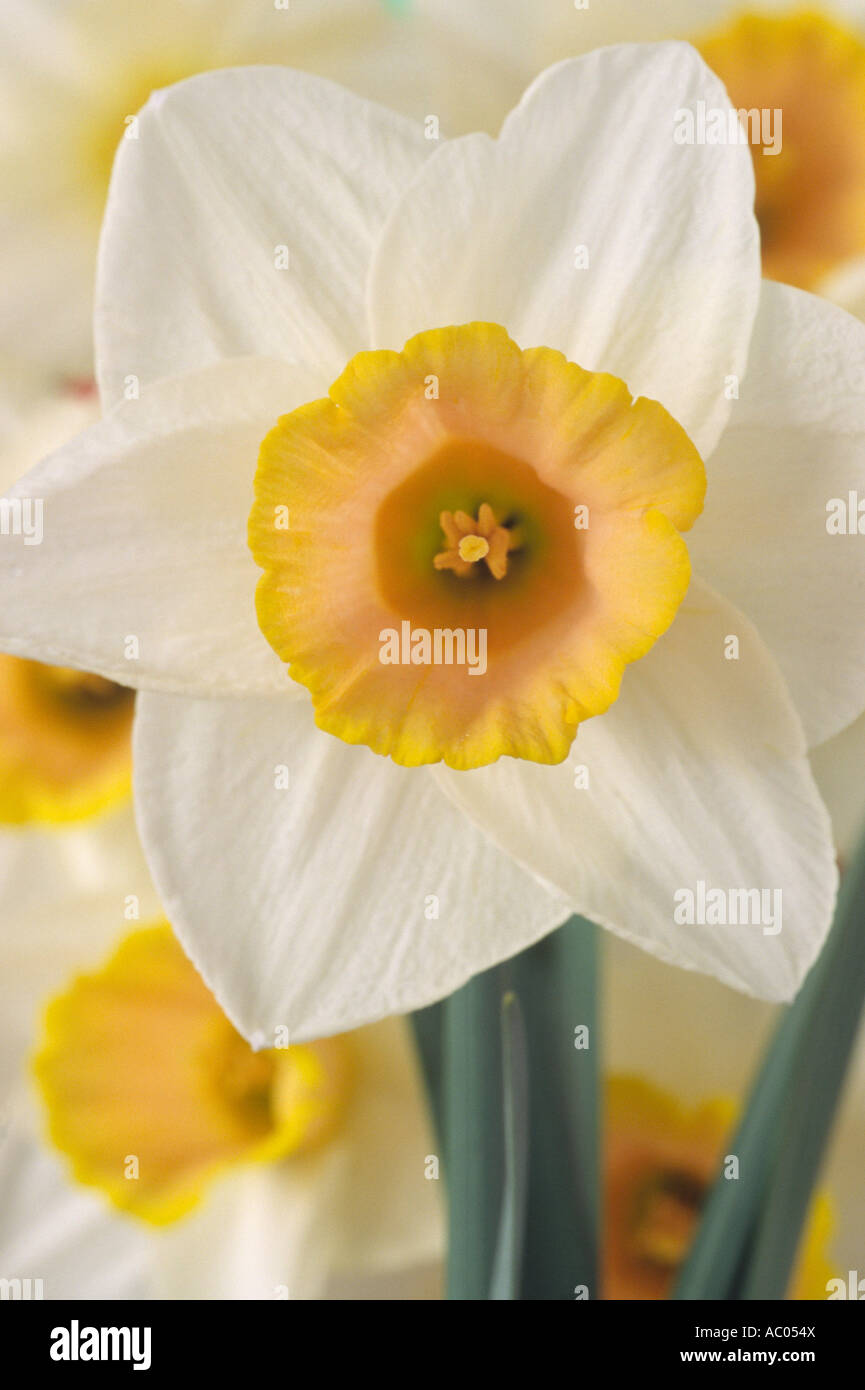 Salome daffodil hi-res stock photography and images - Alamy
