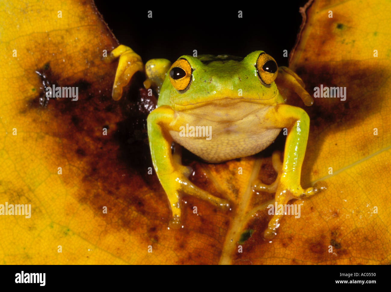 African reed frog hyperolius sp hi-res stock photography and images - Alamy