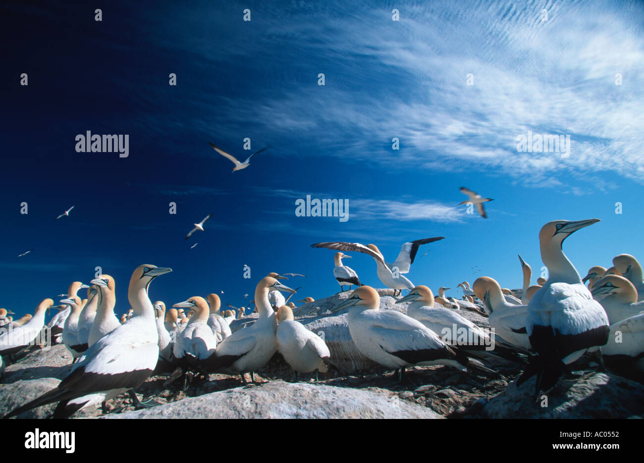Cape Gannet Morus capensis Breeding colony on Bird Island West coast ...