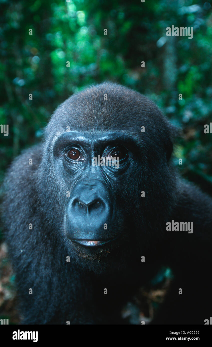 Western Lowland Gorilla Gorilla gorilla gorilla Endangered species ...