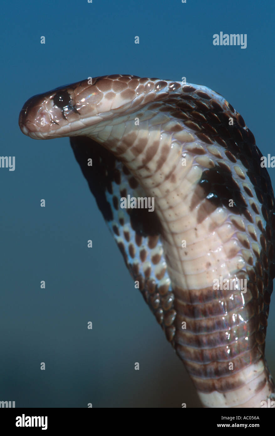 Common cobra hi-res stock photography and images - Alamy