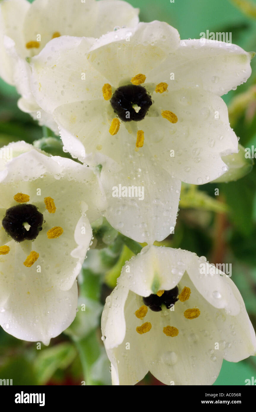 Ornithogalum arabicum (Star-of-Bethlehem) Close up of white flowers ...