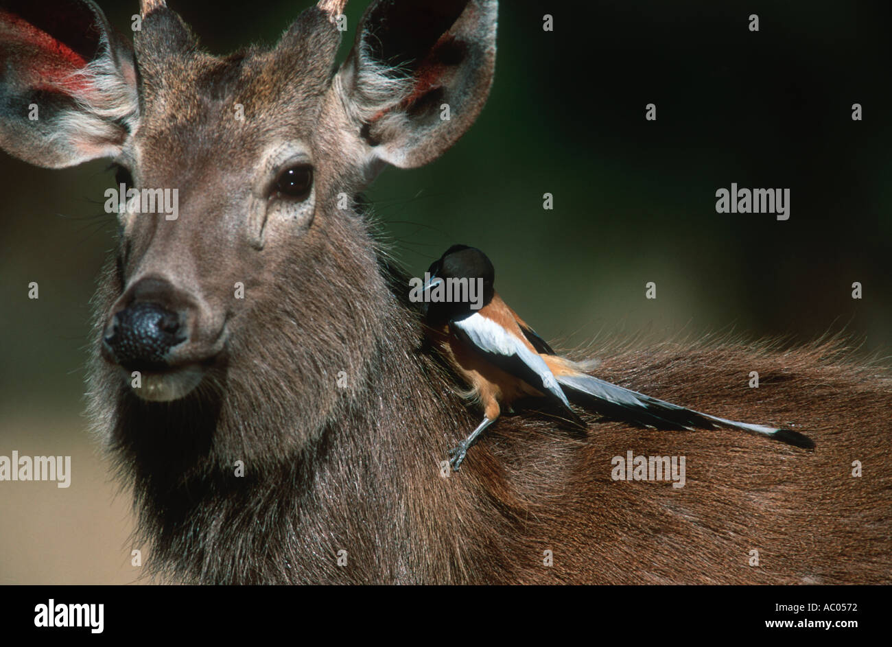 Sambar Deer Cervus unicolor With Rufous Tree pie on its neck Rathambore ...