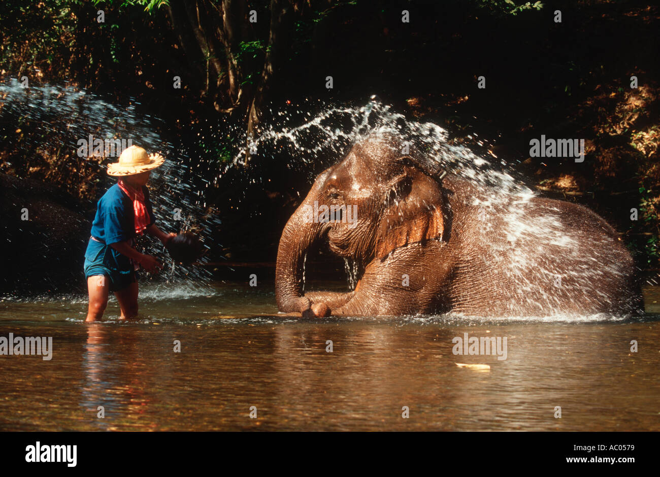 Asian elephant Elephus maximus Domestic Being washed by Mahout Thai ...