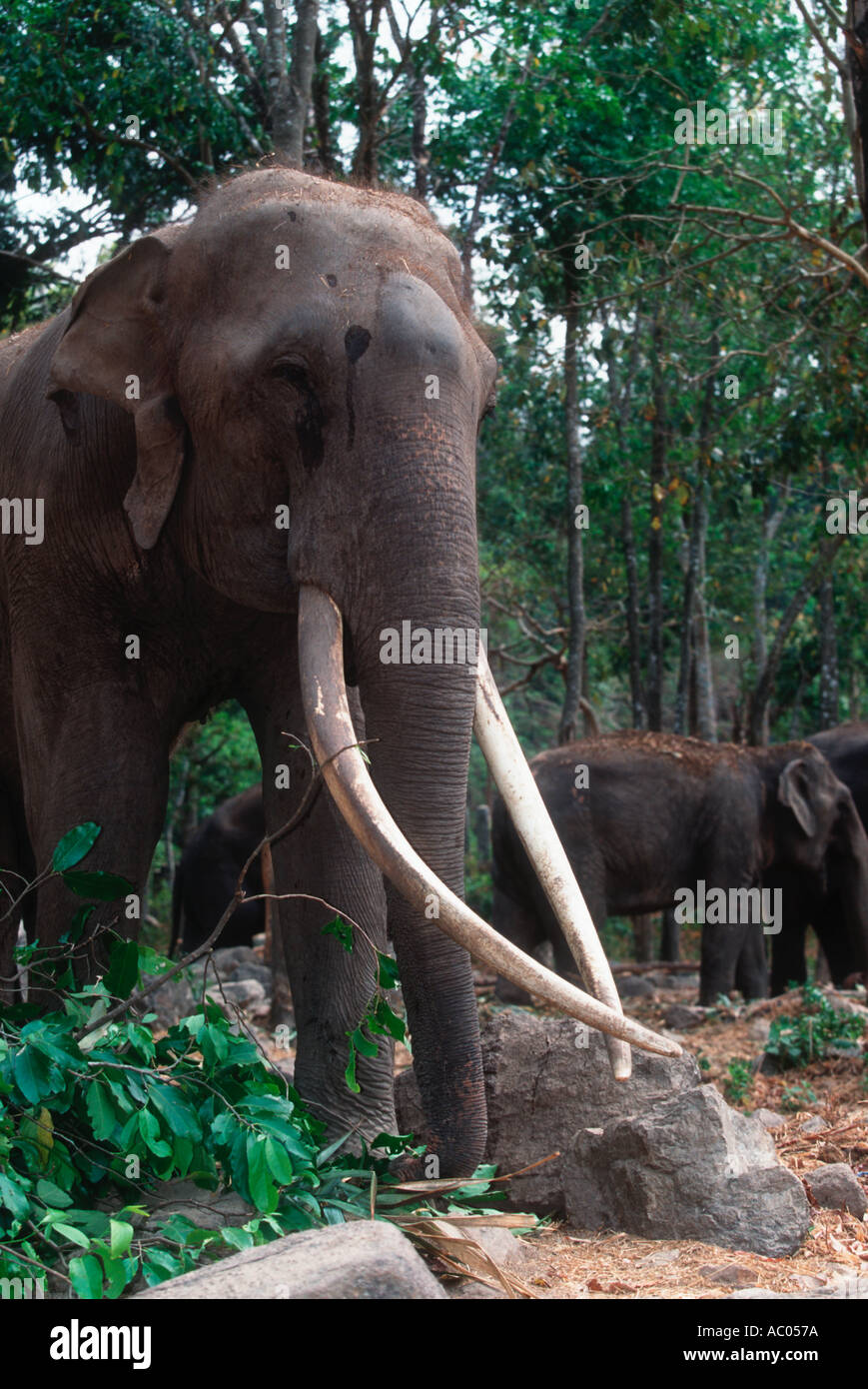 Asian Elephant Elephus maximus Bull with exceptionally large tusks ...