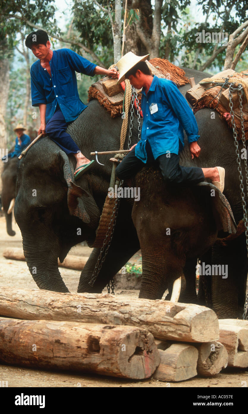 Elephant carrying log hi-res stock photography and images - Alamy